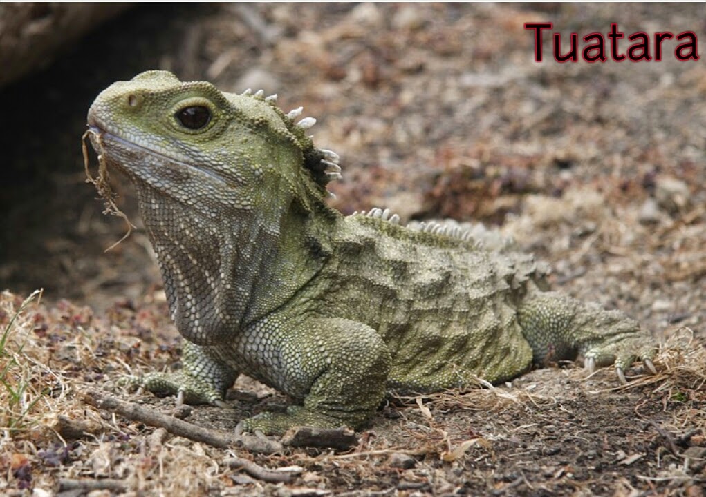 Reptiles : Tuatara